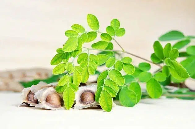 Moringa, where to buy it and how to choose it — RedMoringa