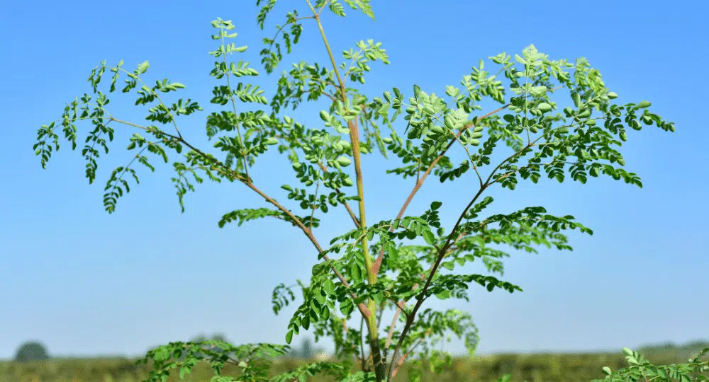 Moringa oleifera: A tree that grows up to 9 meters high and carries ...