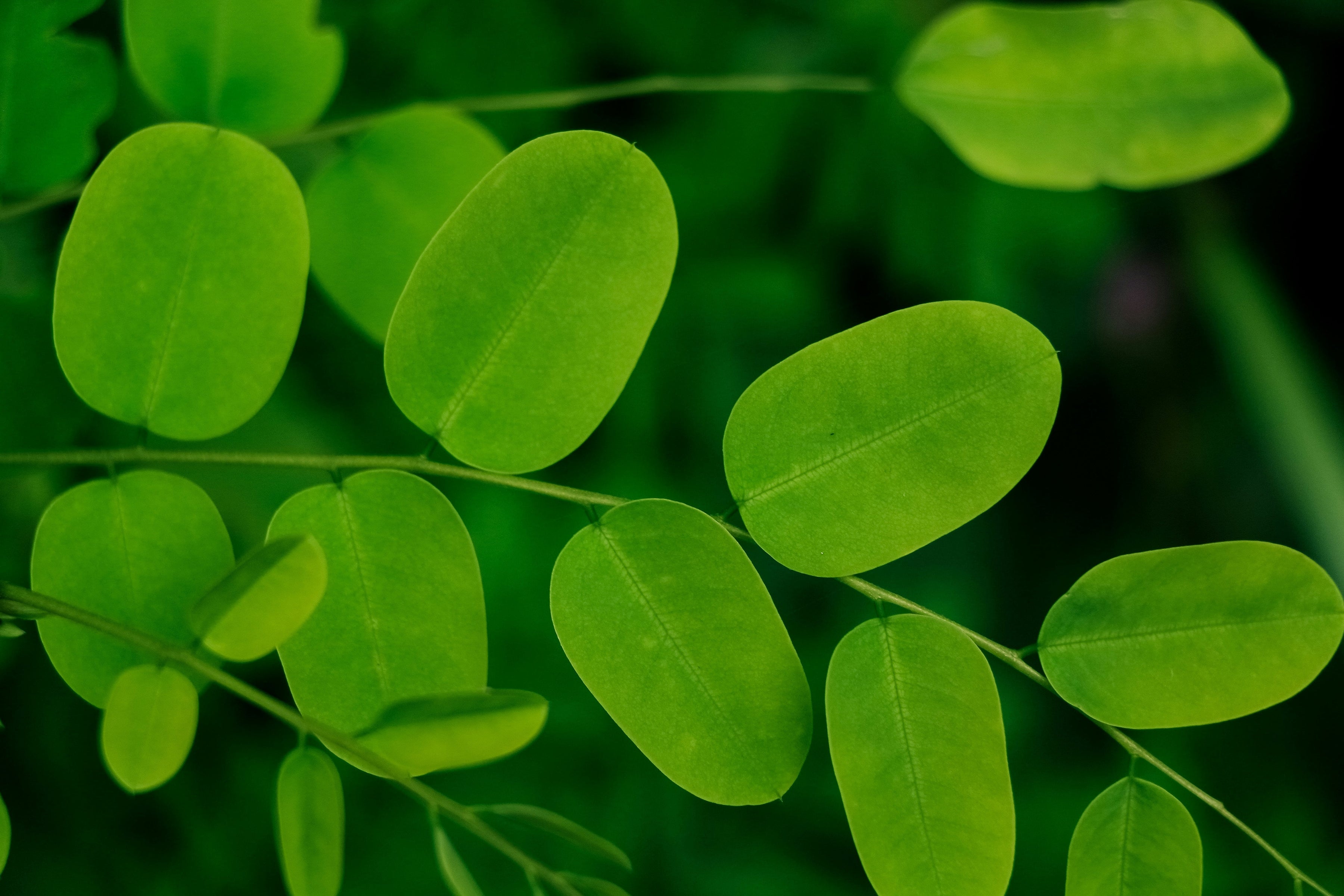 How to choose the best Moringa: a practical guide | RedMoringa