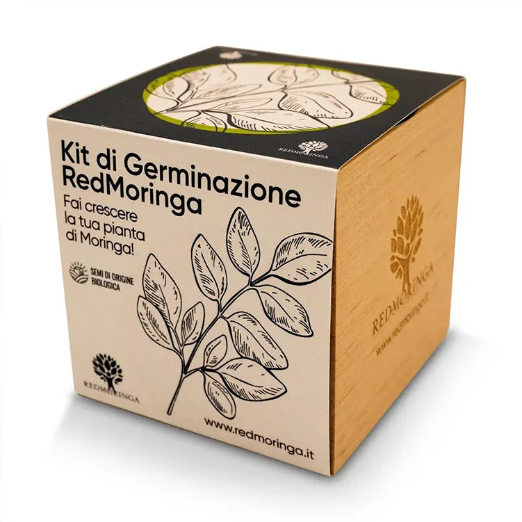 Moringa Plant - Grow Your Plant - Red Moringa — RedMoringa